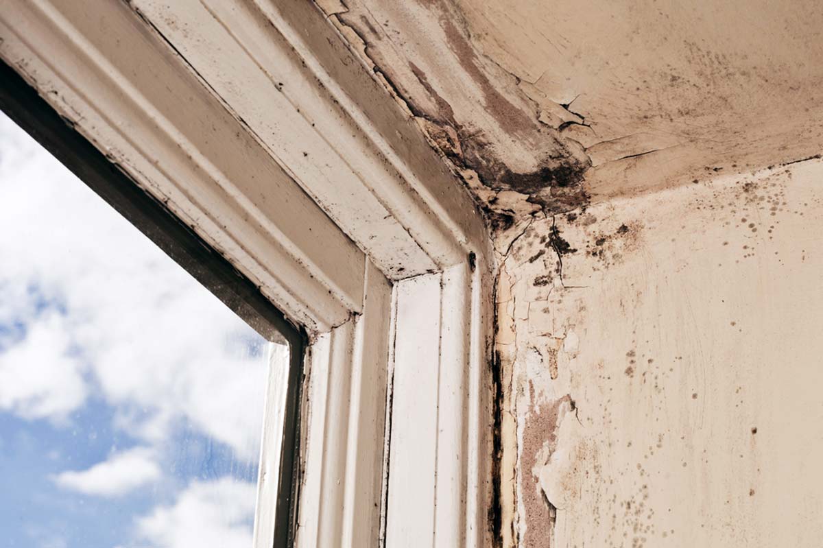 How To Prevent Mould Growth In The Home